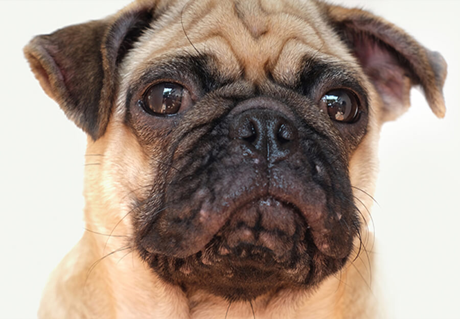 Dog Acne 5 Tips For Healthy Dog Skin Dog Acne 5 Tips For Healthy Dog Skin